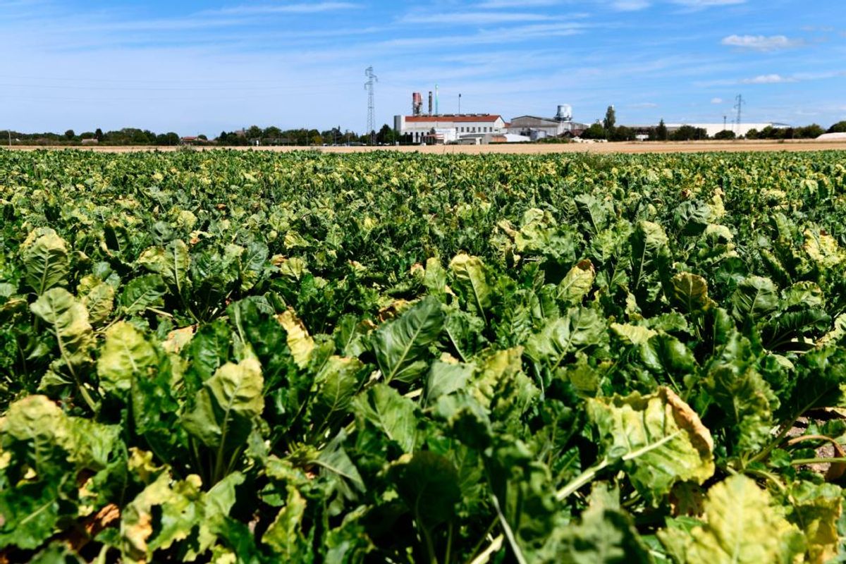 "La lutte contre les bioagresseurs de la betterave passe principalement ...