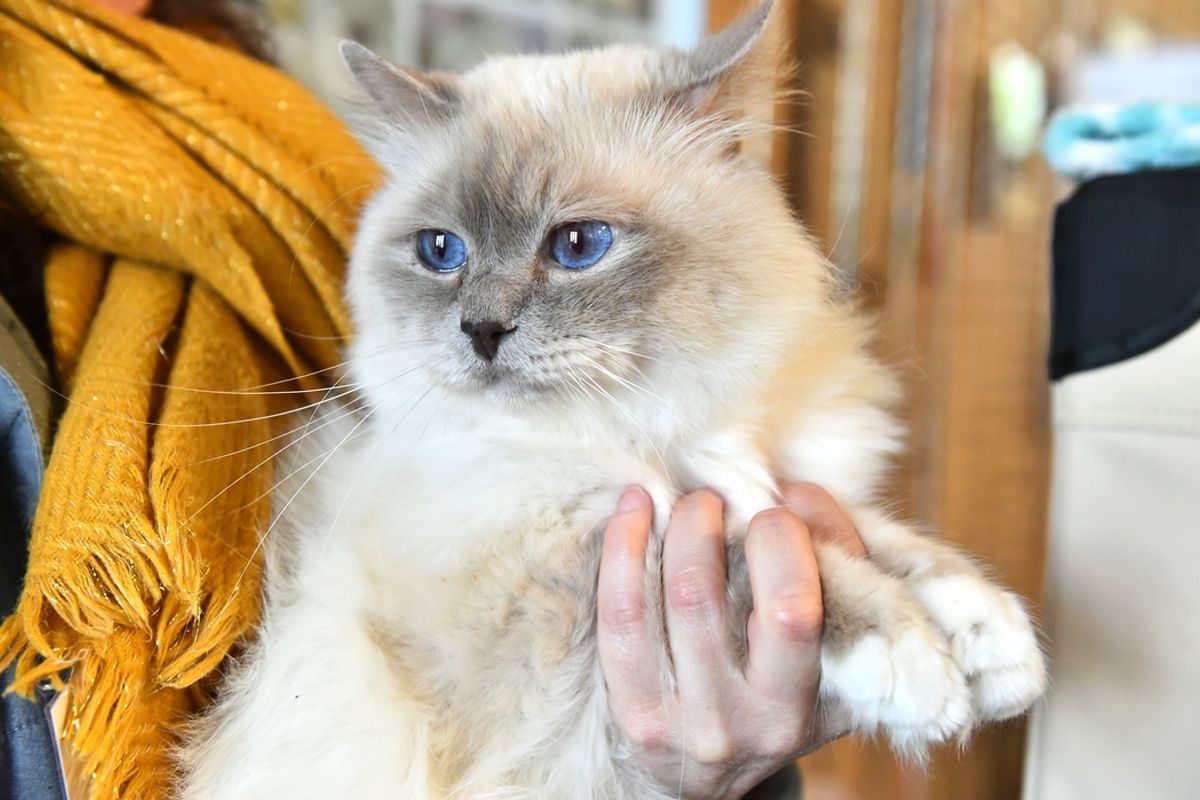 Une famille de la Côte d'Azur retrouve son chat disparu six ans plus ...