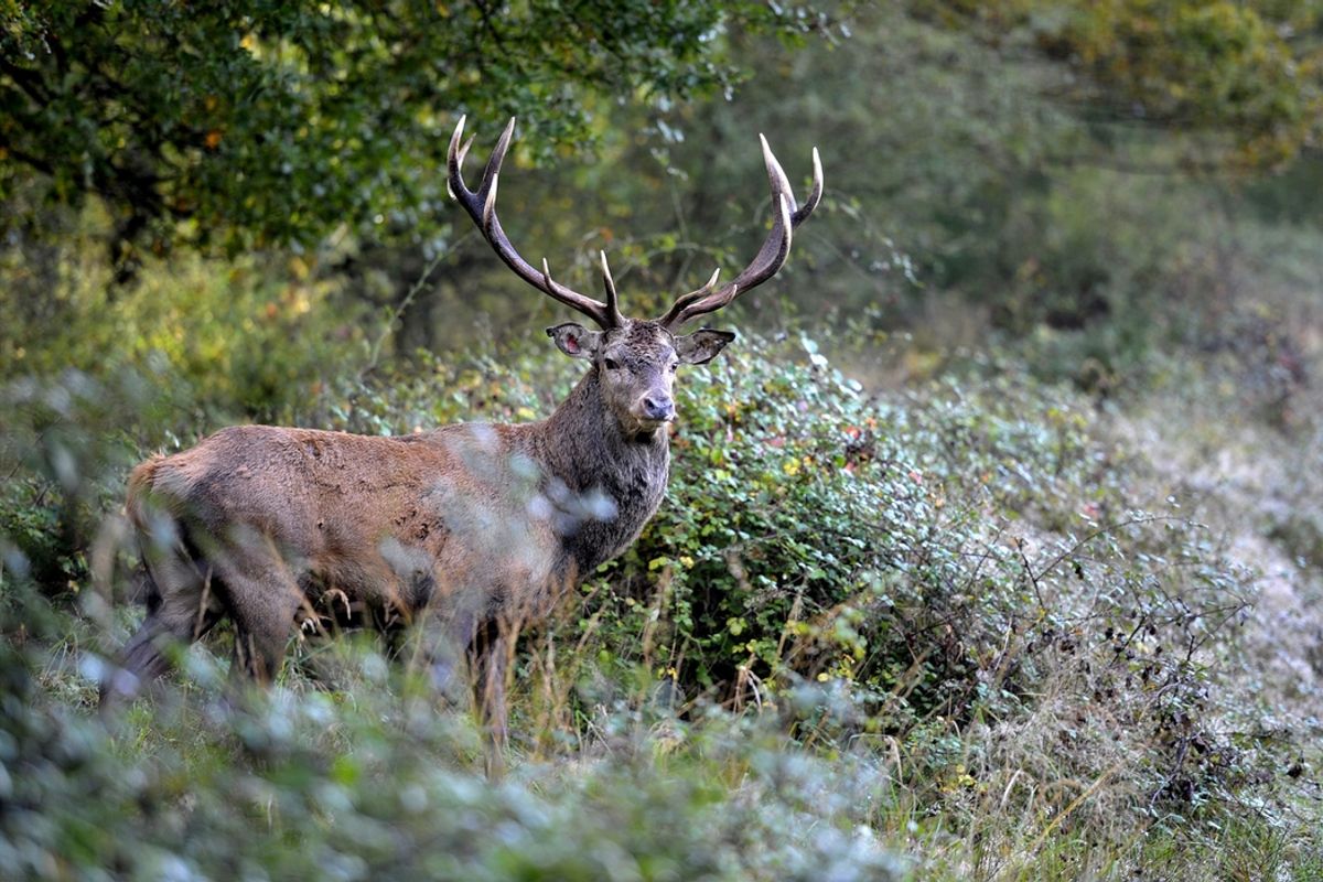 Tout savoir sur le brame du cerf, ce cri rauque qui s'écoute la nuit et ...