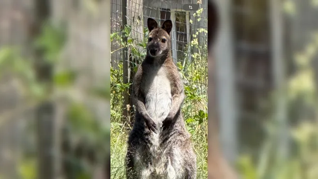 "Je ne suis pas trop inquiète, il va rentrer !" : un wallaby s'échappe ...