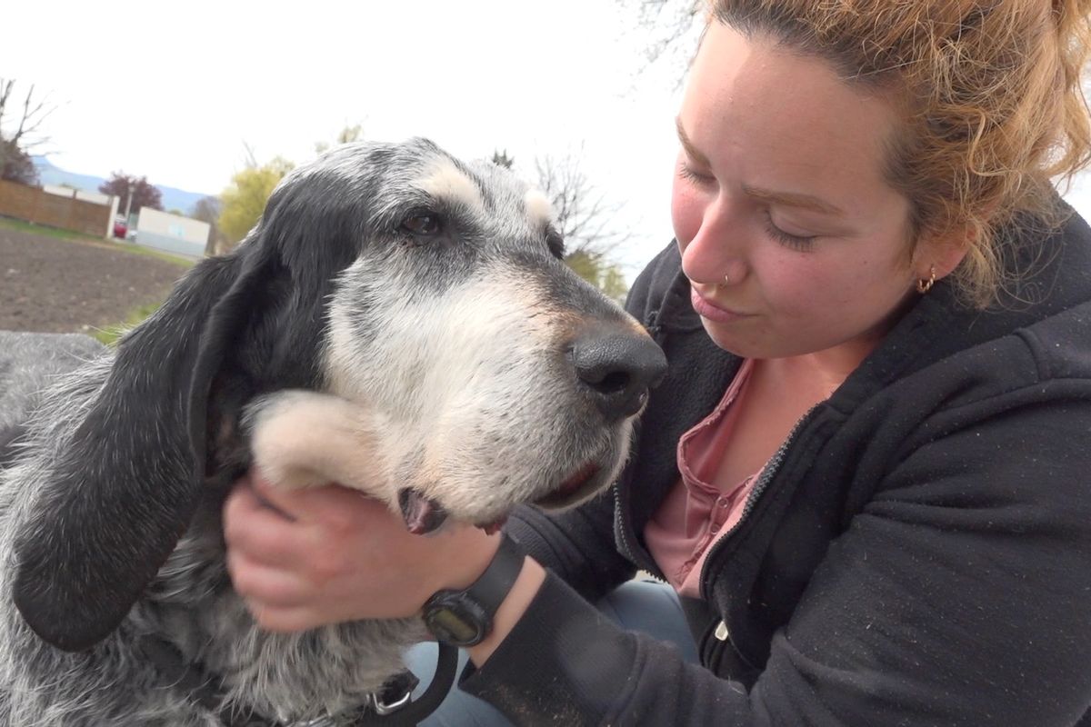 Droopy, chien croisé bleu de Gascogne, est à adopter à l'APA du Puy-de ...
