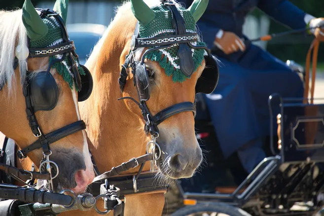 Les chevaux s'emballent et la calèche se retourne, deux touristes ...