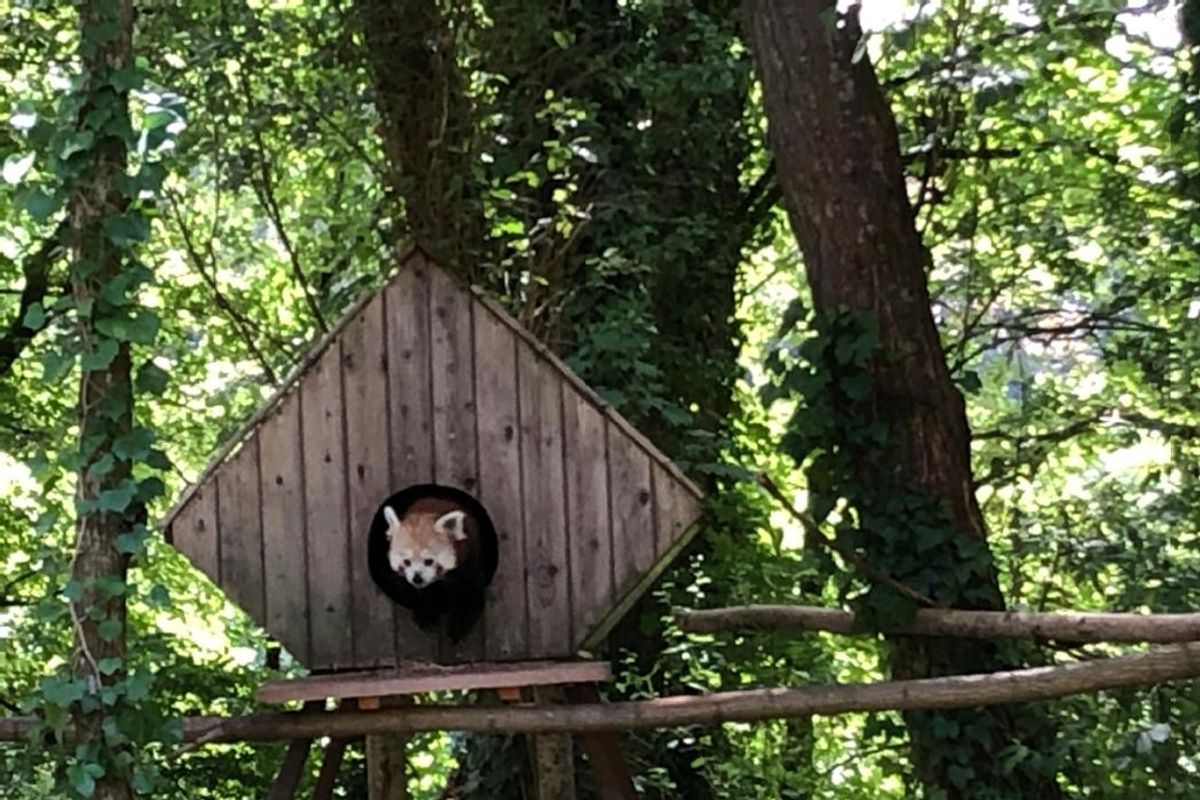 Un panda roux est né au ZooParc de Beauval - Le Berry Républicain