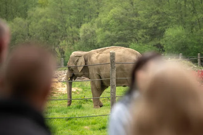 Un éléphant tue un touriste dans un parc national, c’est la troisième ...