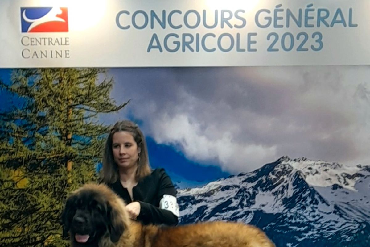Élevés en Creuse, les Leonberg d'Anne-Cécile Rousselet s'exposent de ...