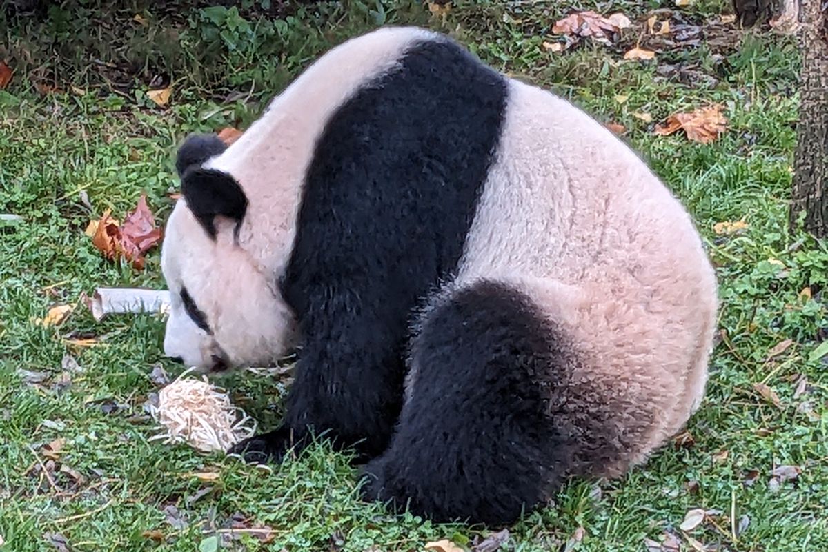 On a assisté à l'ultime goûter du couple de pandas géants originels du ...