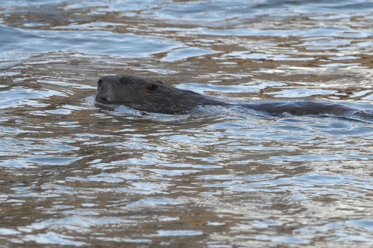 Un nouvel habitant observé au bord de l'eau : le castor fait-il son ...
