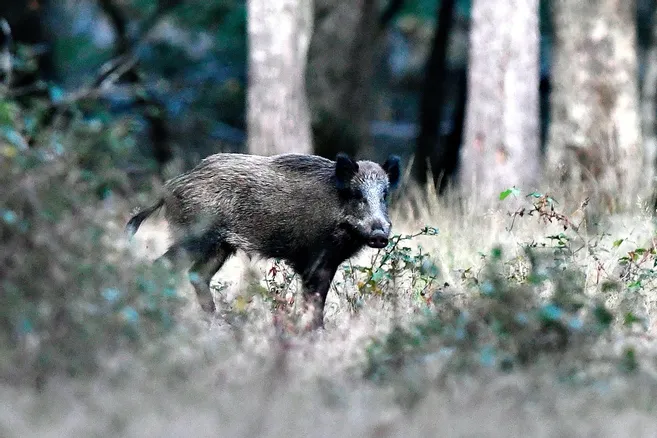 "On s'est fait déborder" : dans le nord du Cher, la traque aux sangliers est lancée, la ...