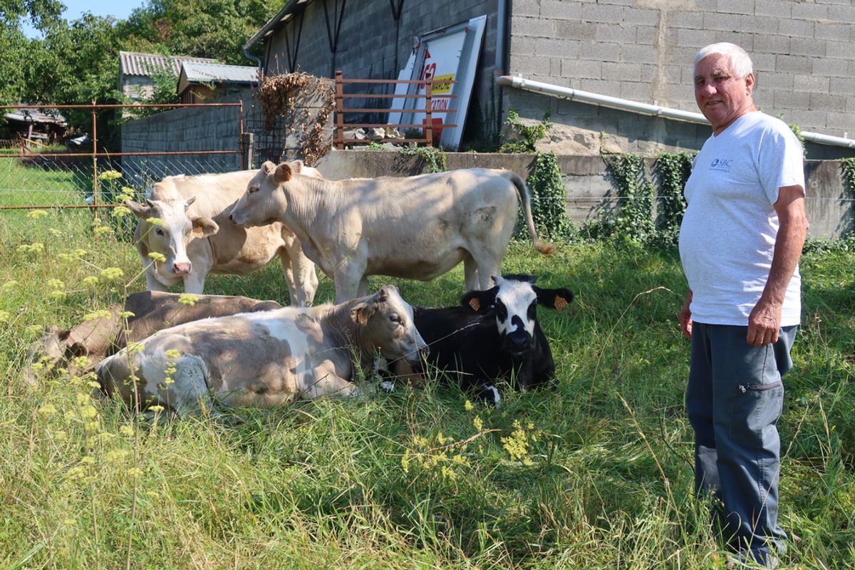 MIREFLEURS. Des vaches de retour dans les prés - La Montagne