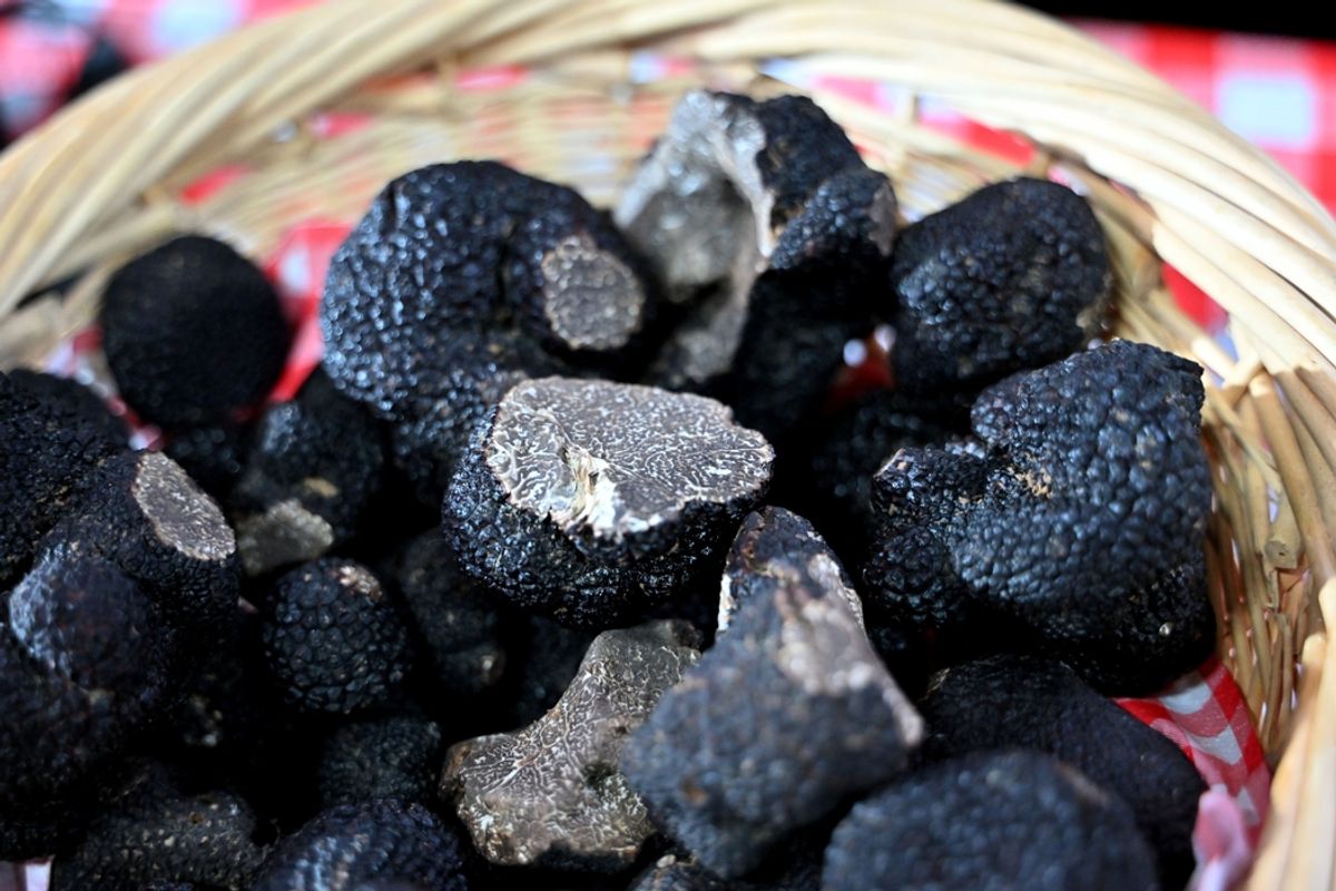 Le saviez-vous ? On trouve des truffes en Auvergne et c'est la pleine ...