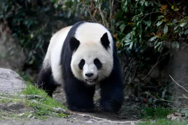 Qui était Mathilde Mauté, l'épouse de Paul Verlaine née à Nogent-le ...