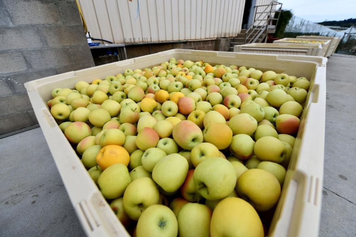 Pourquoi la ferme France est en plein plongeon - La Montagne
