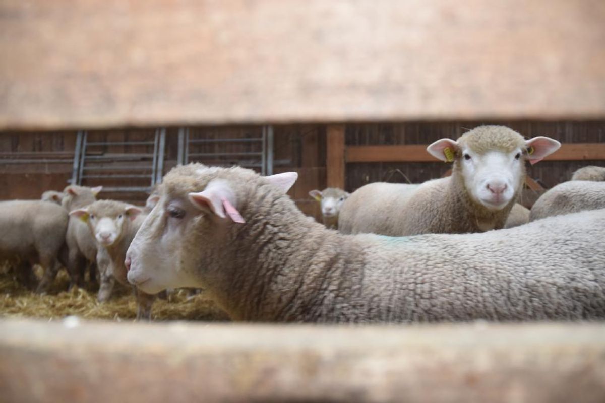 Fièvre catarrhale ovine : la liste des communes d'Eure-et-Loir ...