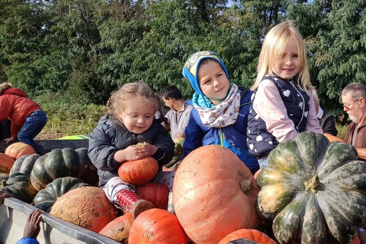 COURTENAY. 500 kilos de citrouilles, en vente à la sortie des classes ...
