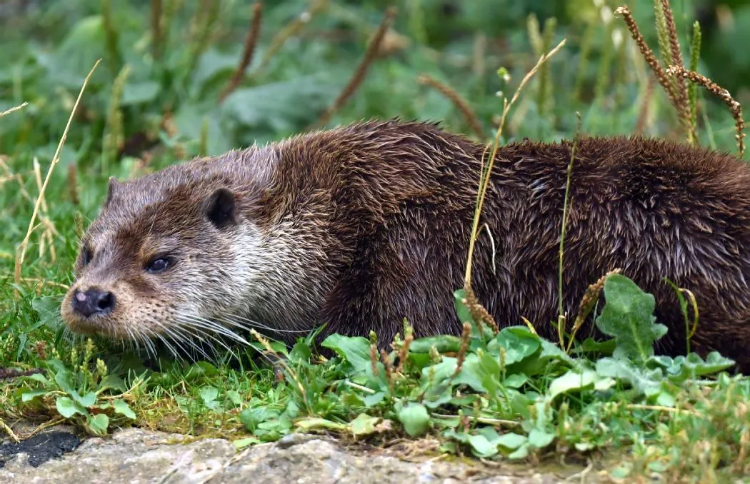 La loutre, le loup, le lynx et la genette : quatre mammifères plus ou ...