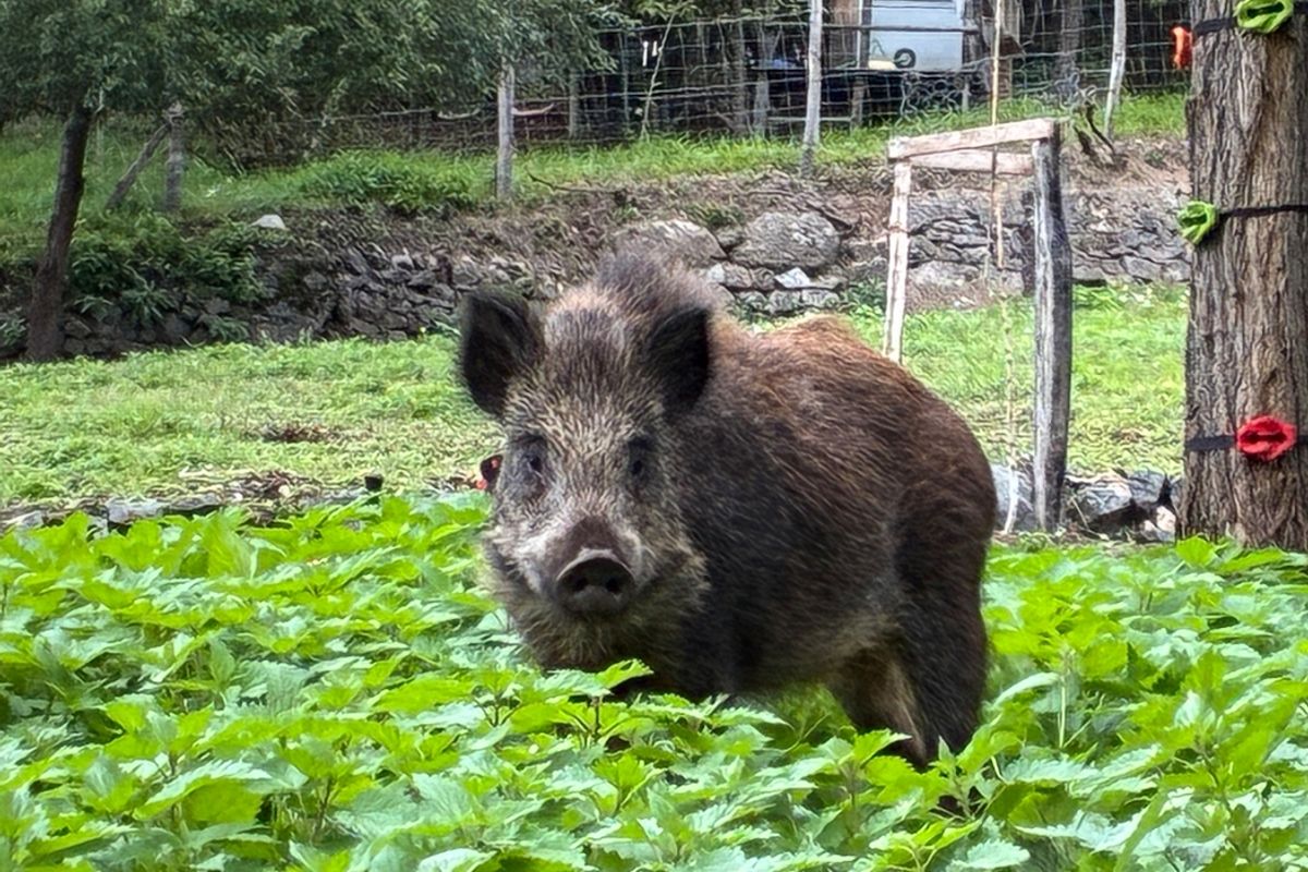 Sangliers : malgré des abattages records, la cohabitation se dégrade ...